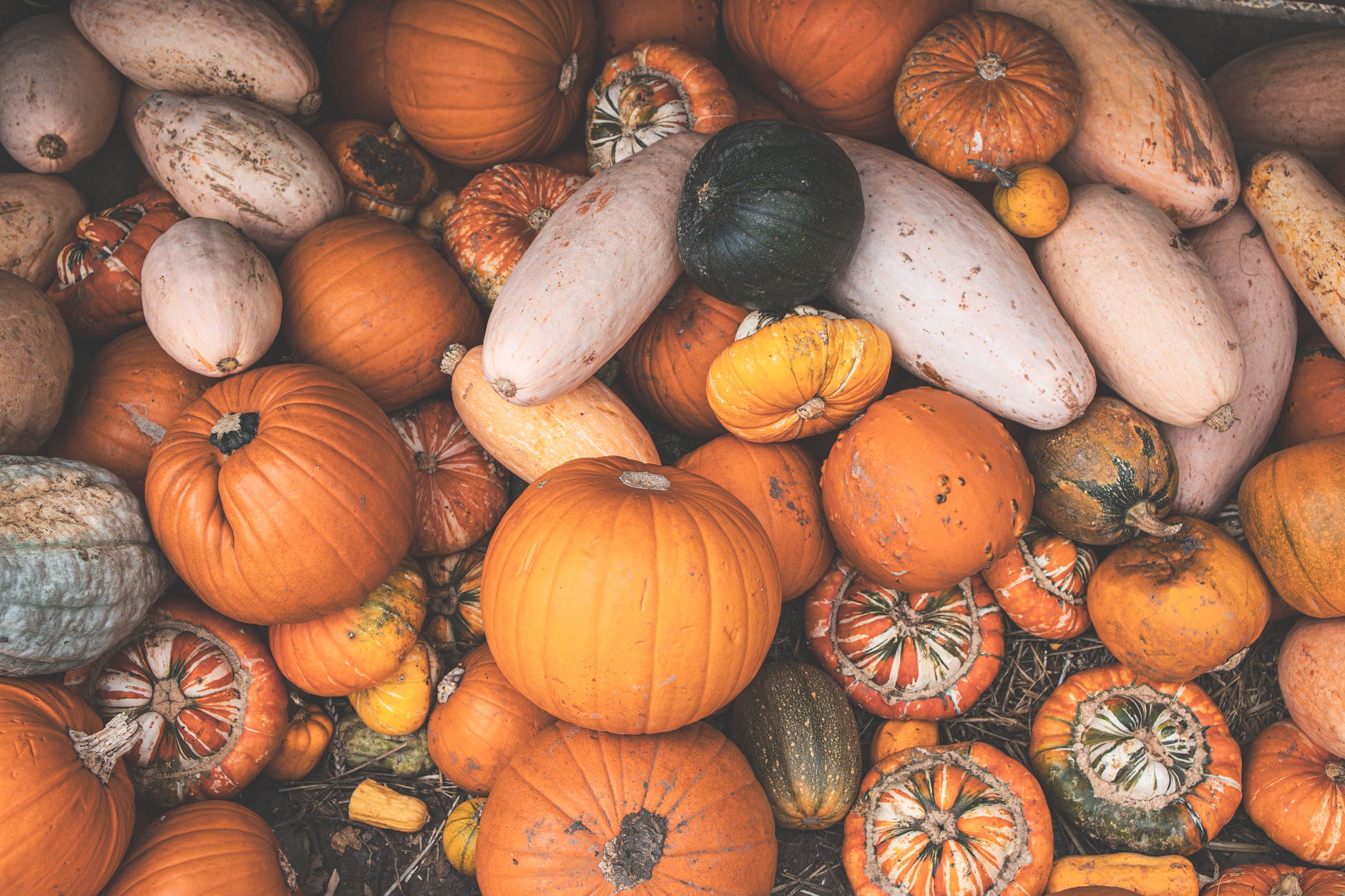 Genetically Modified Food Pros And Cons Essay Sample 